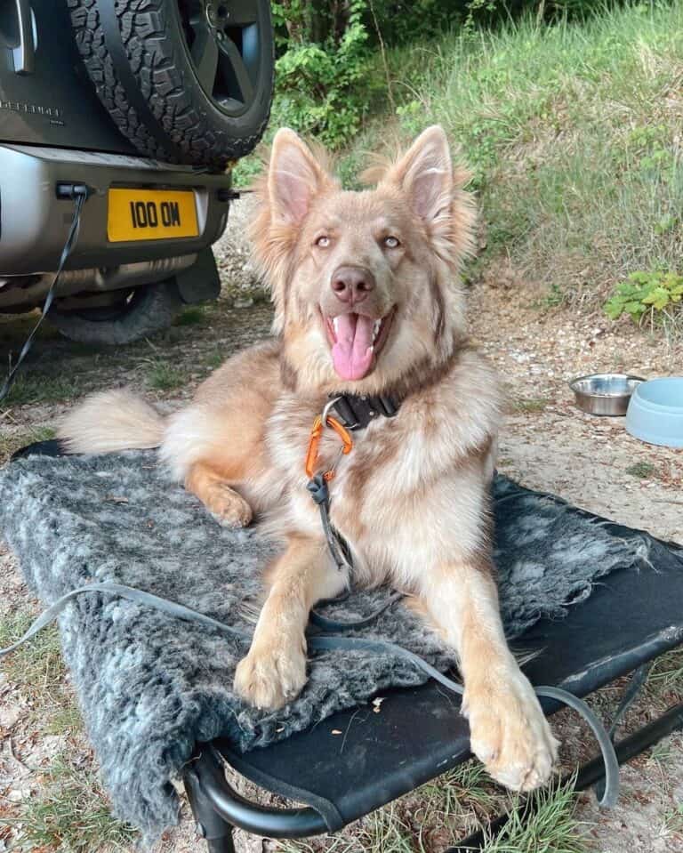 Isabella German Shepherd: Facts, Traits & More (With Pictures)