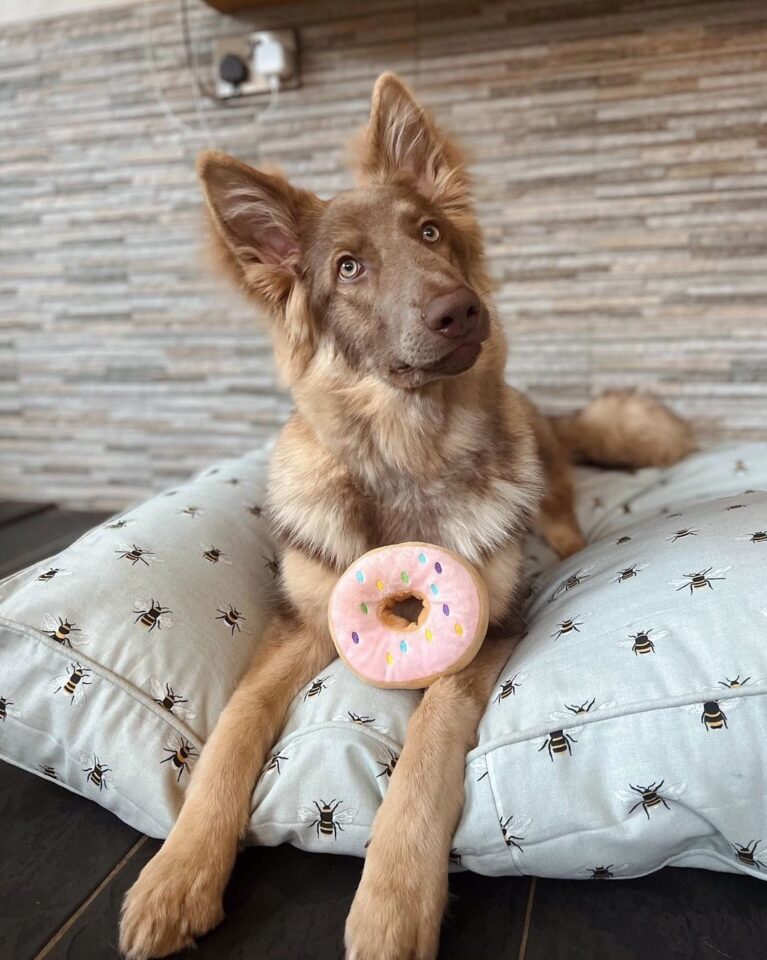 Isabella German Shepherd: Facts, Traits & More (With Pictures)