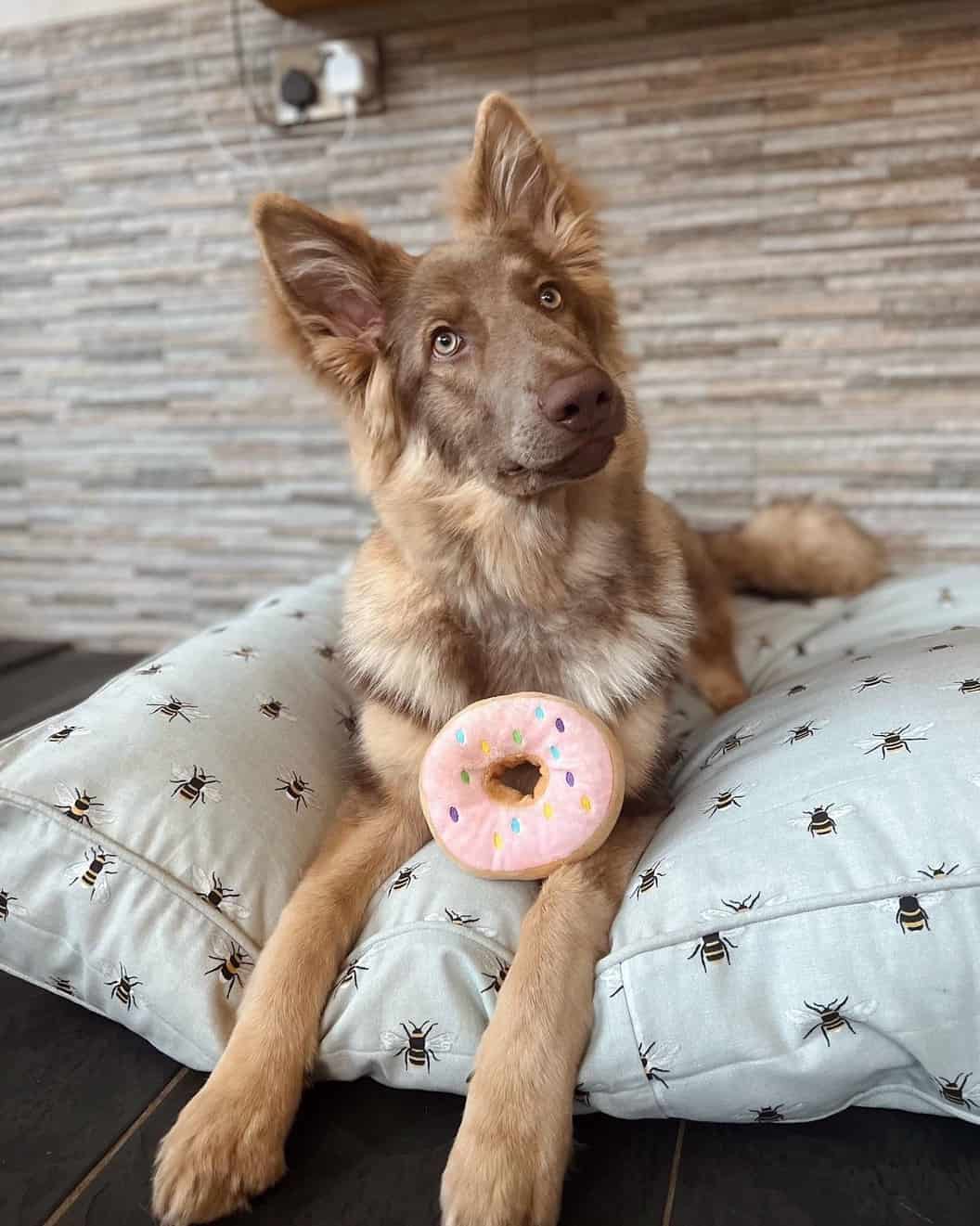 Isabella German Shepherd: Facts, Traits & More (With Pictures)