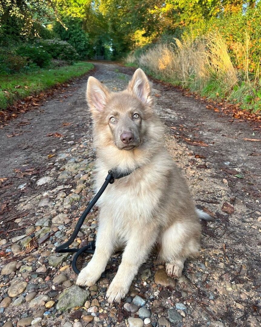 Isabella German Shepherd: Facts, Traits & More (With Pictures)