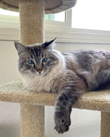 Lynx Point Ragdoll Cat: Info, Facts, Traits & More (With Pictures)