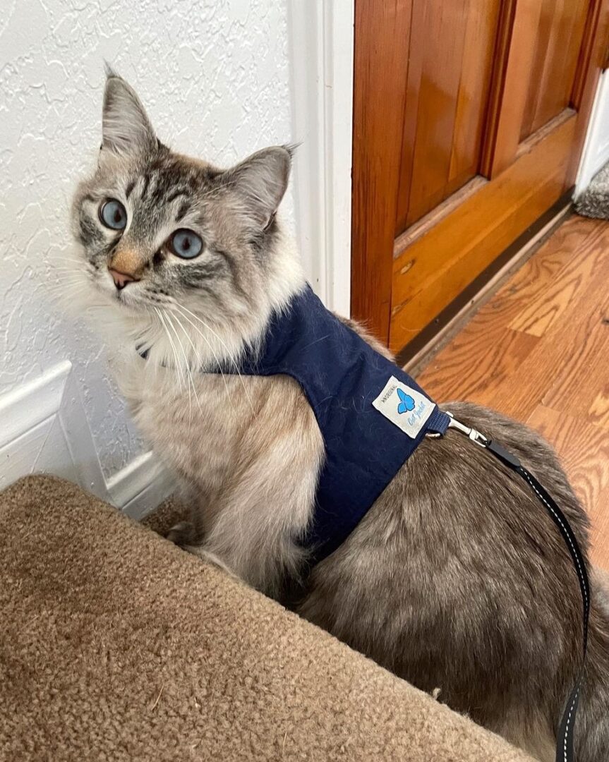 Lynx Point Ragdoll Cat: Info, Facts, Traits & More (With Pictures)