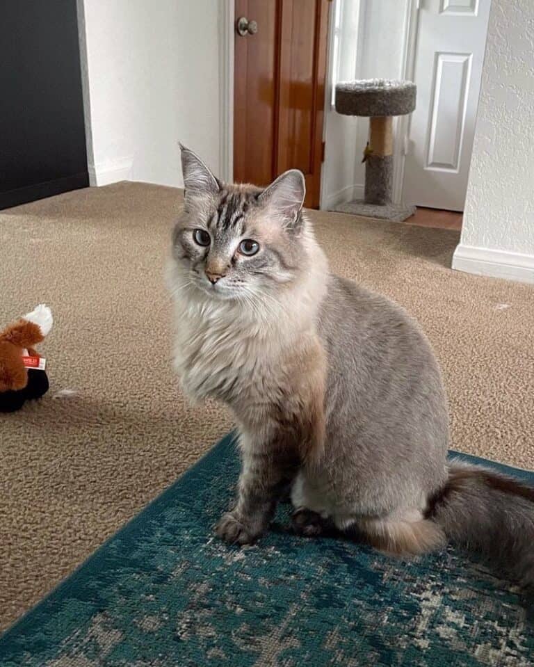 Lynx Point Ragdoll Cat: Info, Facts, Traits & More (With Pictures)