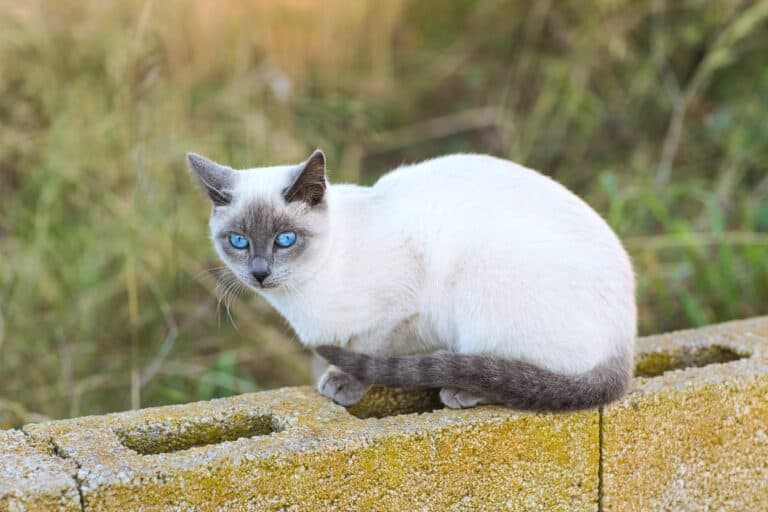Blue Point Siamese Cat: Facts, Traits & More (With Pictures)