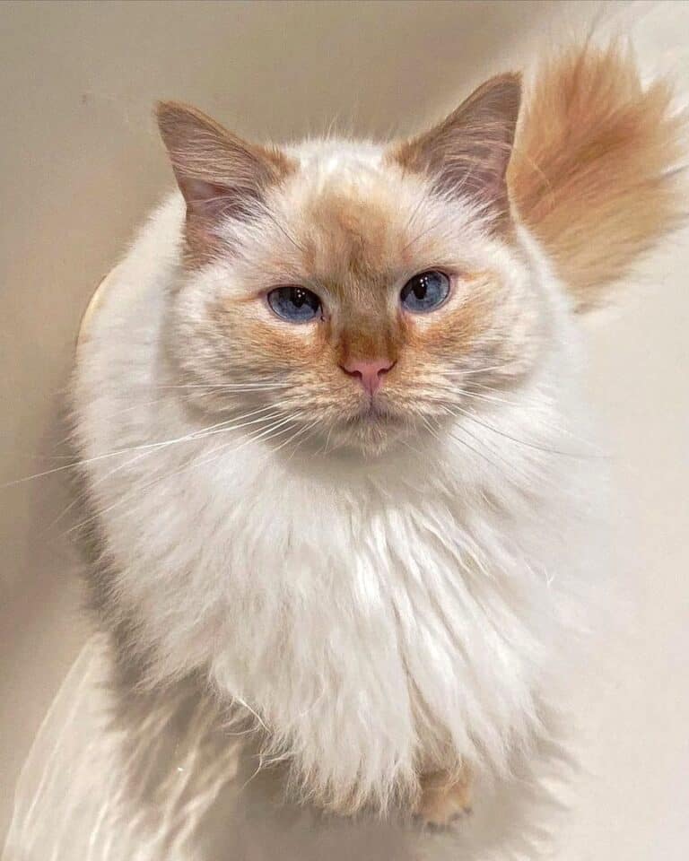 Lynx Point Ragdoll Cat: Info, Facts, Traits & More (With Pictures)