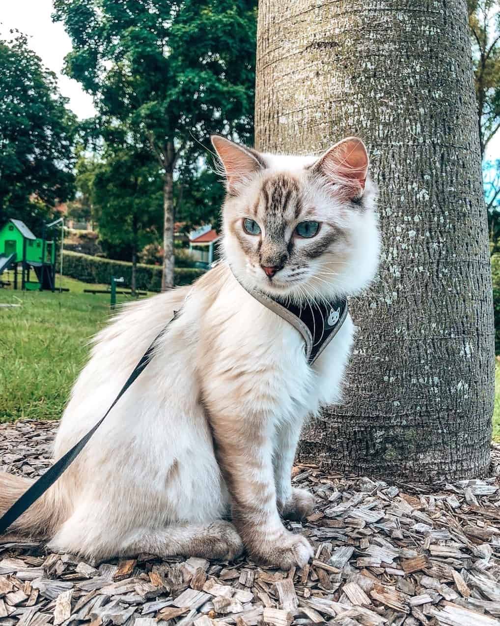 Lynx Point Ragdoll Cat: Info, Facts, Traits & More (With Pictures)