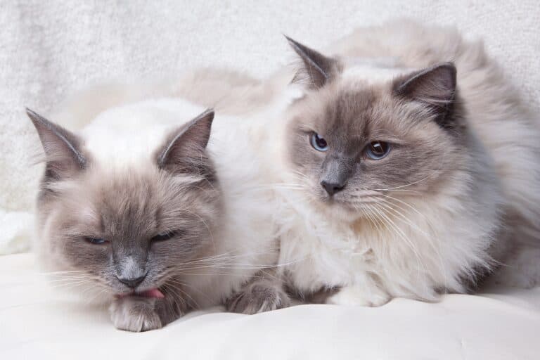 Grey Ragdoll Cat: Facts, Traits, Genetics & More (With Pictures)