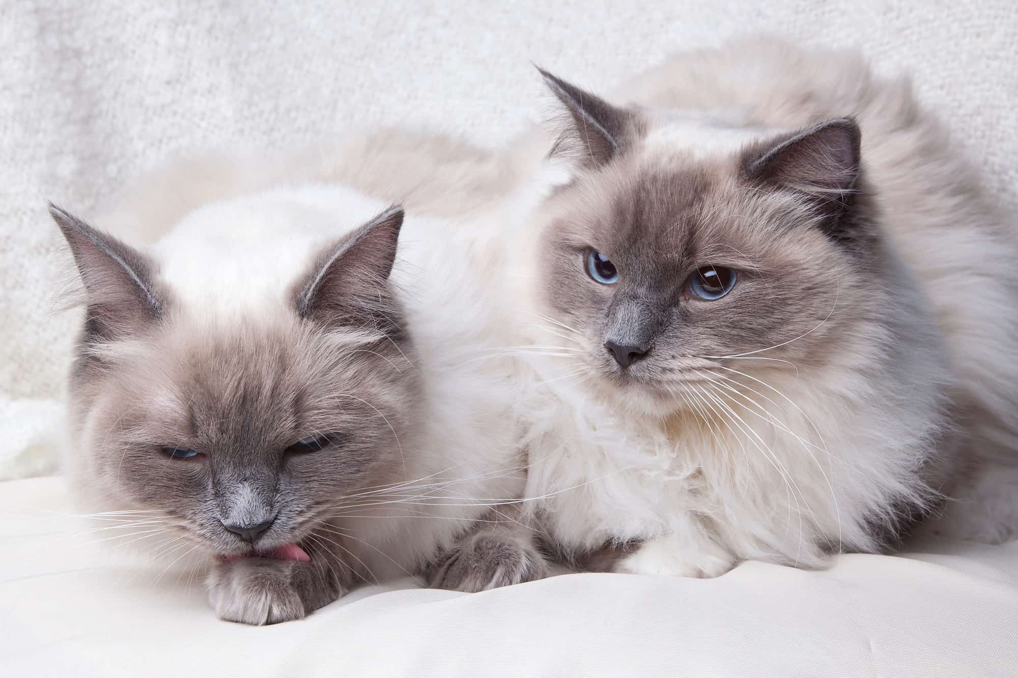 Grey Ragdoll Cat: Facts, Traits, Genetics & More (With Pictures)