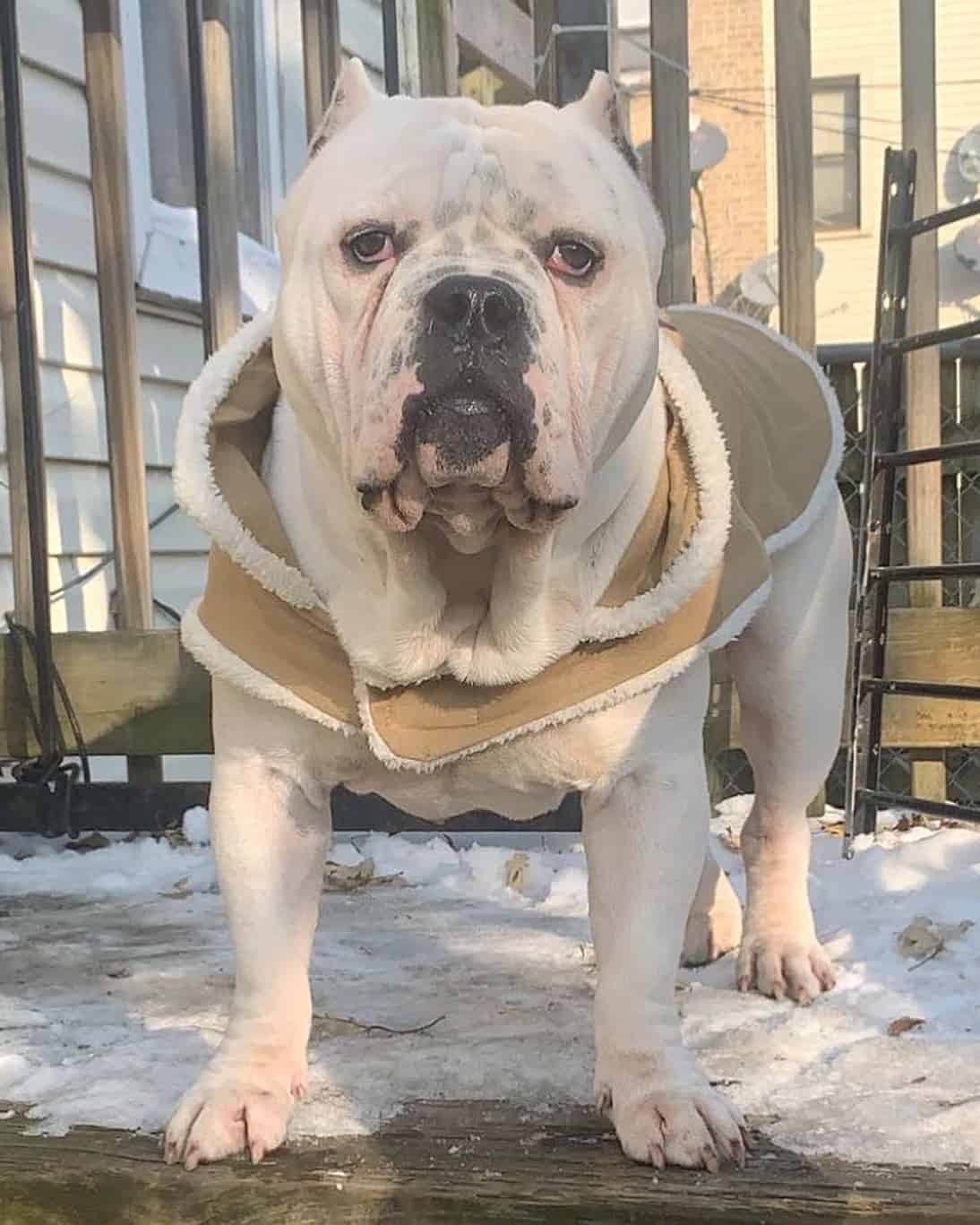 White Rhino Pitbull: Facts, Pictures, History, Traits & More