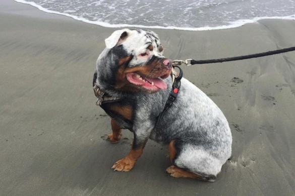 White Rottweiler: Facts, Traits, Genetics & More (With Pictures)