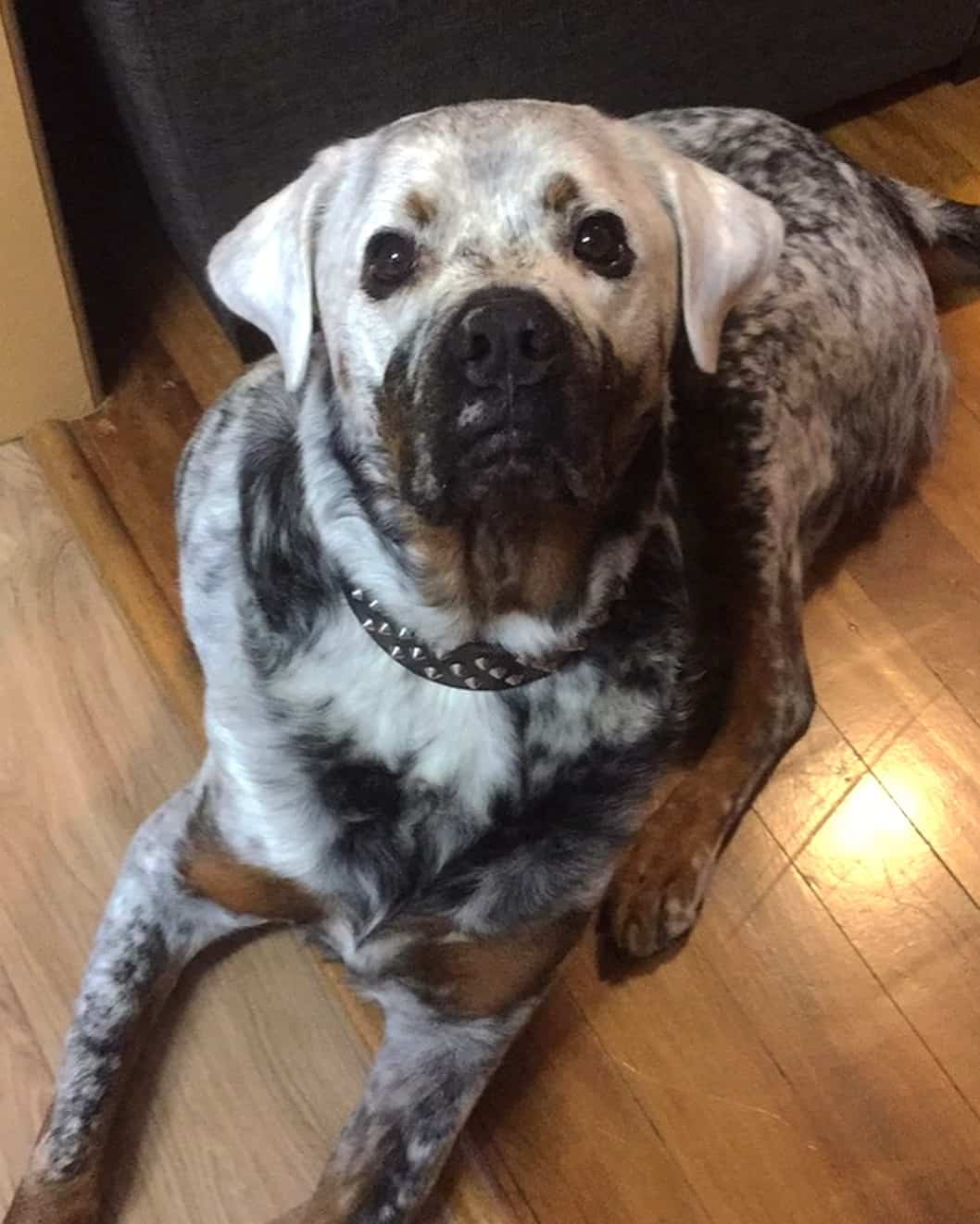 White Rottweiler: Facts, Traits, Genetics & More (With Pictures)