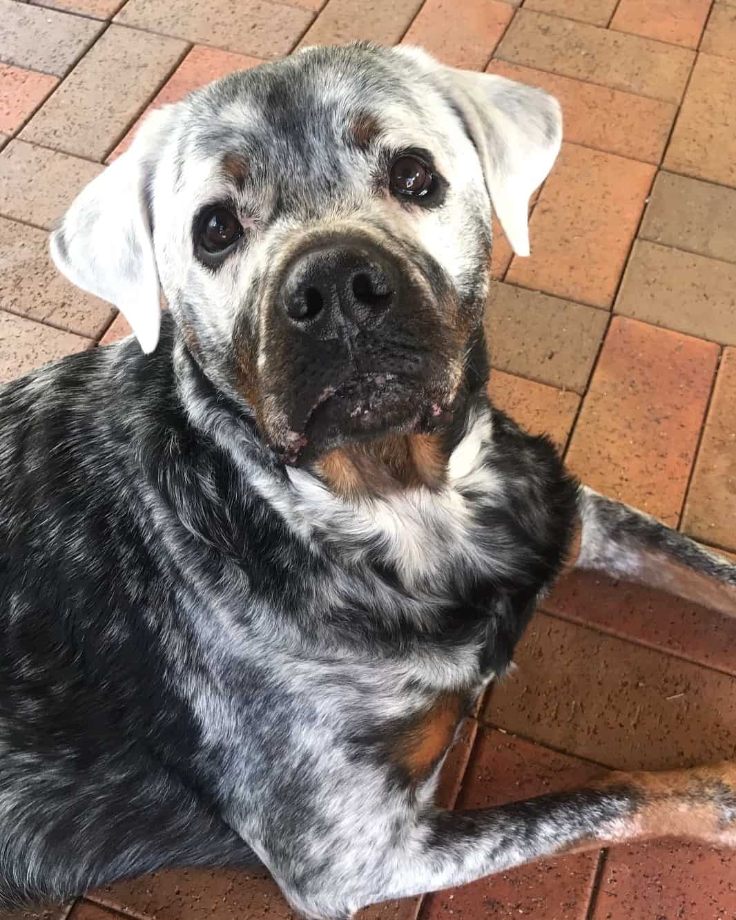 White Rottweiler: Facts, Traits, Genetics & More (With Pictures)