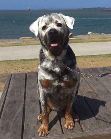 White Rottweiler: Facts, Traits, Genetics & More (With Pictures)