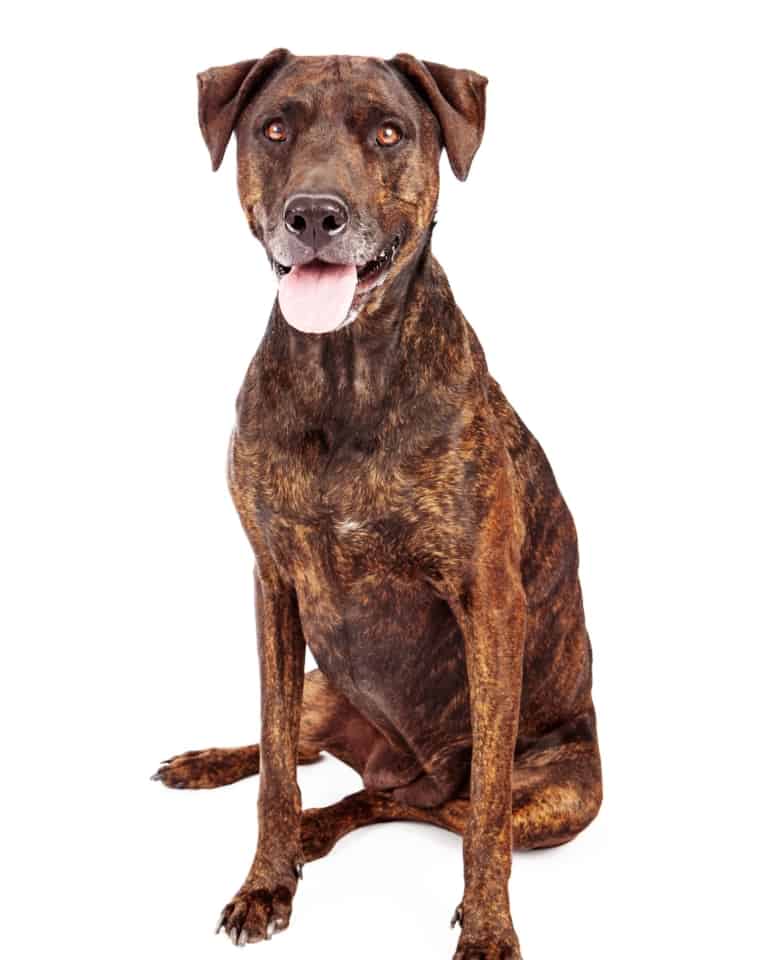 Plott Hound Lab Mix: Info, Pictures, Facts, Traits, FAQs & More