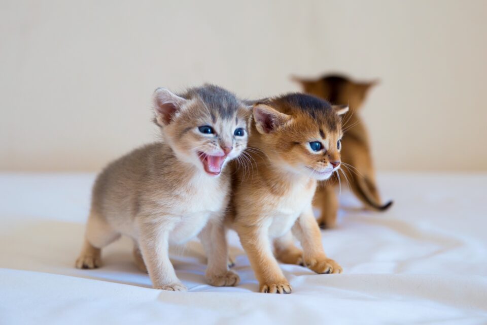 How Much Does an Abyssinian Cat Cost? (2025 Price Guide)