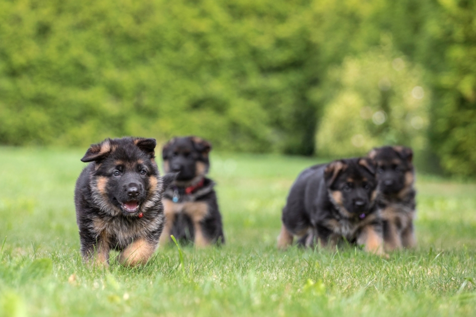 40+ Pictures of Baby German Shepherds to Brighten Your Day