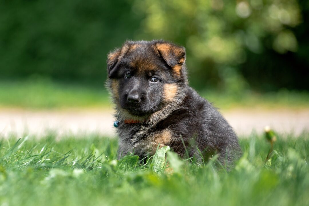 40+ Pictures of Baby German Shepherds to Brighten Your Day