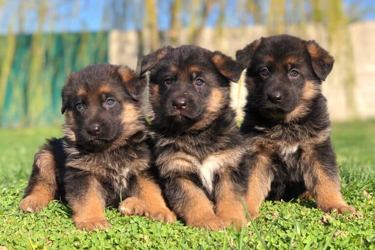 40+ Pictures of Baby German Shepherds to Brighten Your Day