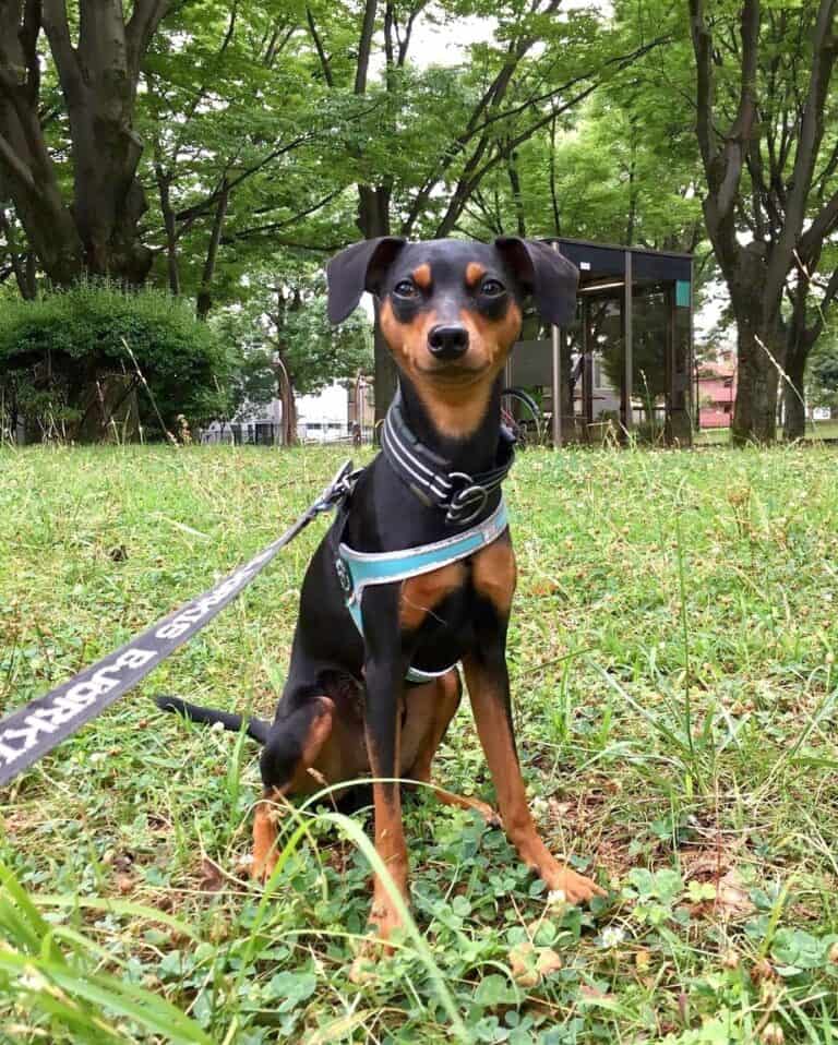Chipin (Chihuahua & Miniature Pinscher Mix) Info, Pictures, Facts & More