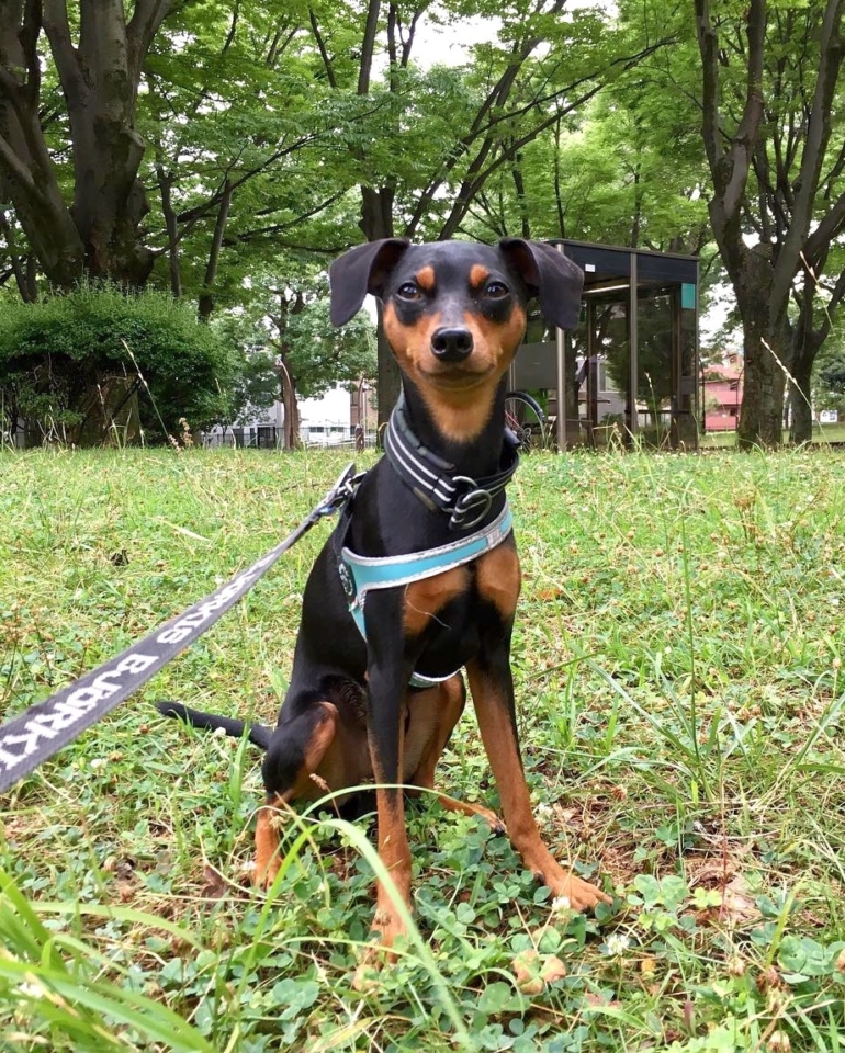 Chipin (Chihuahua & Miniature Pinscher Mix) Info, Pictures, Facts & More