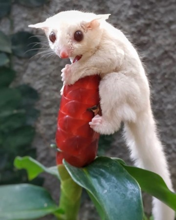 20+ Sugar Glider Colors and Patterns Explained (With Pictures)