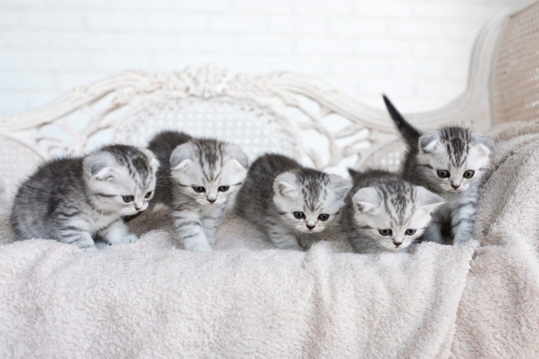 How Much Does an American Shorthair Cost? (2025 Price Guide)