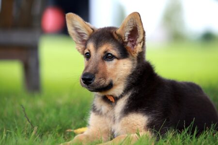 40+ Pictures of Baby German Shepherds to Brighten Your Day