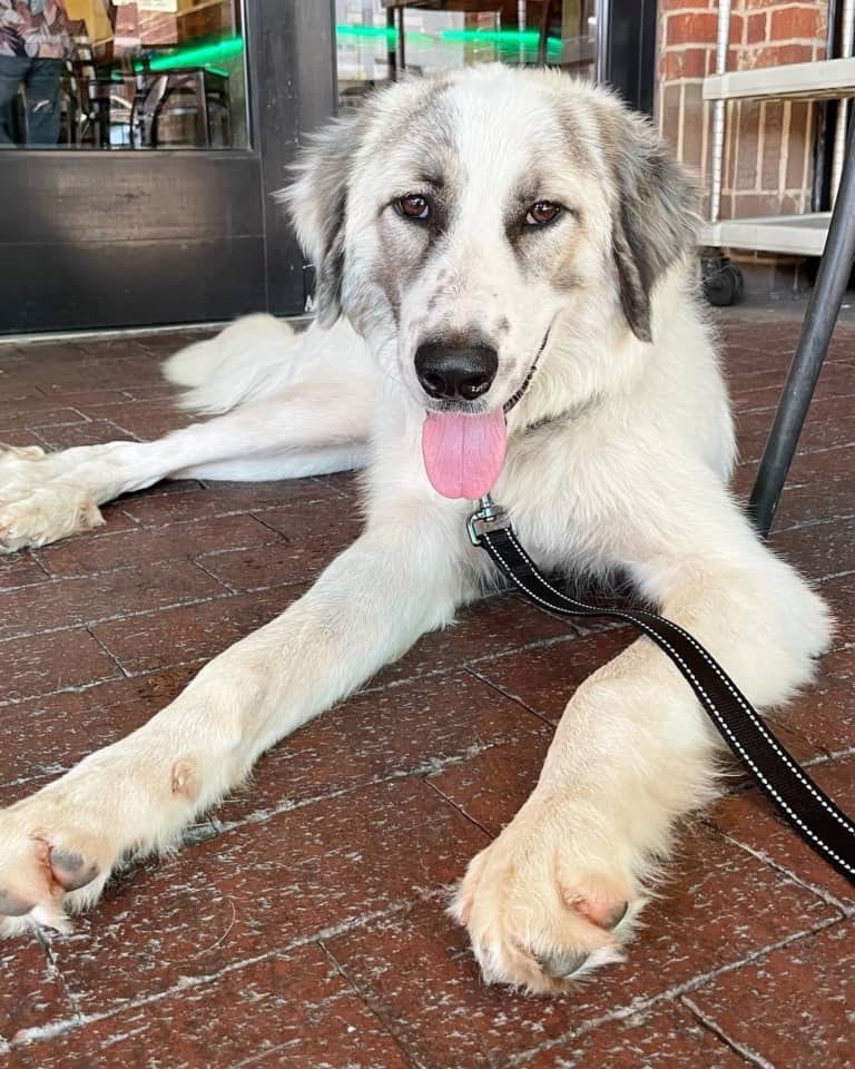 Anatolian Shepherd Great Pyrenees Mix: Info, Pictures, Facts, FAQs & More