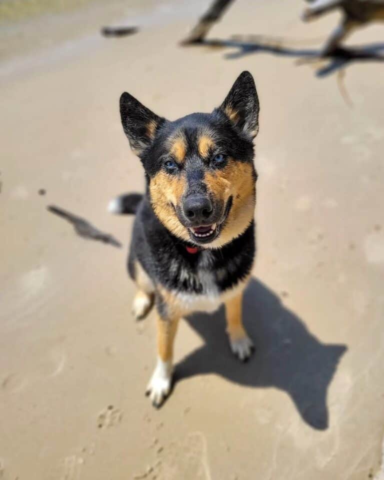 Ausky (Australian Cattle Dog & Husky Mix) Info, Pictures, Facts, FAQs & More