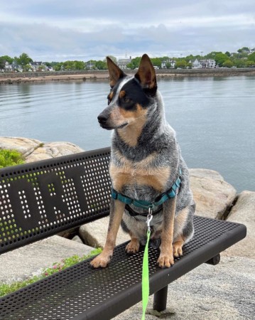 Ausky (Australian Cattle Dog & Husky Mix) Info, Pictures, Facts, FAQs ...