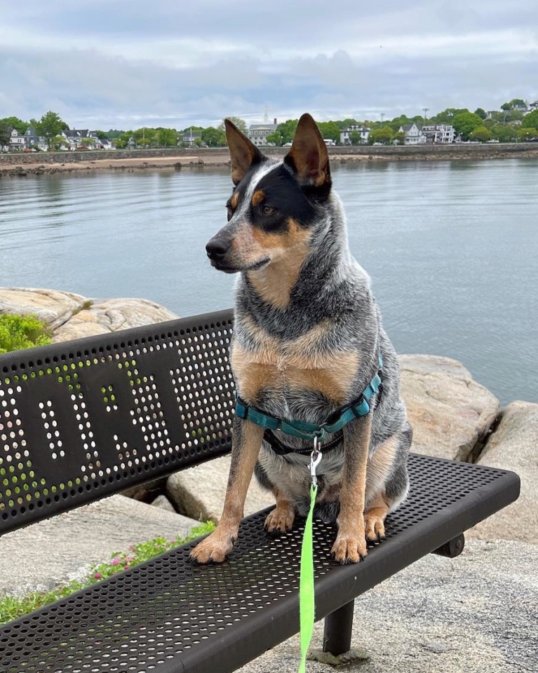 Ausky (Australian Cattle Dog & Husky Mix) Info, Pictures, Facts, FAQs ...