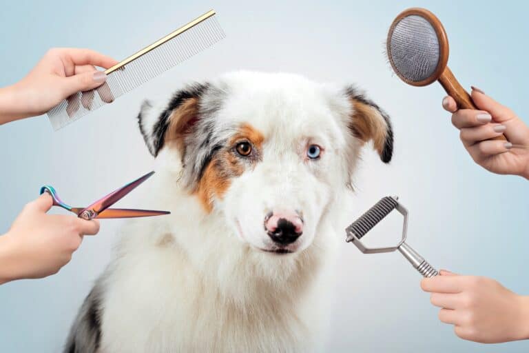 Australian Shepherd Grooming: An Ultimate Guide (With FAQs)