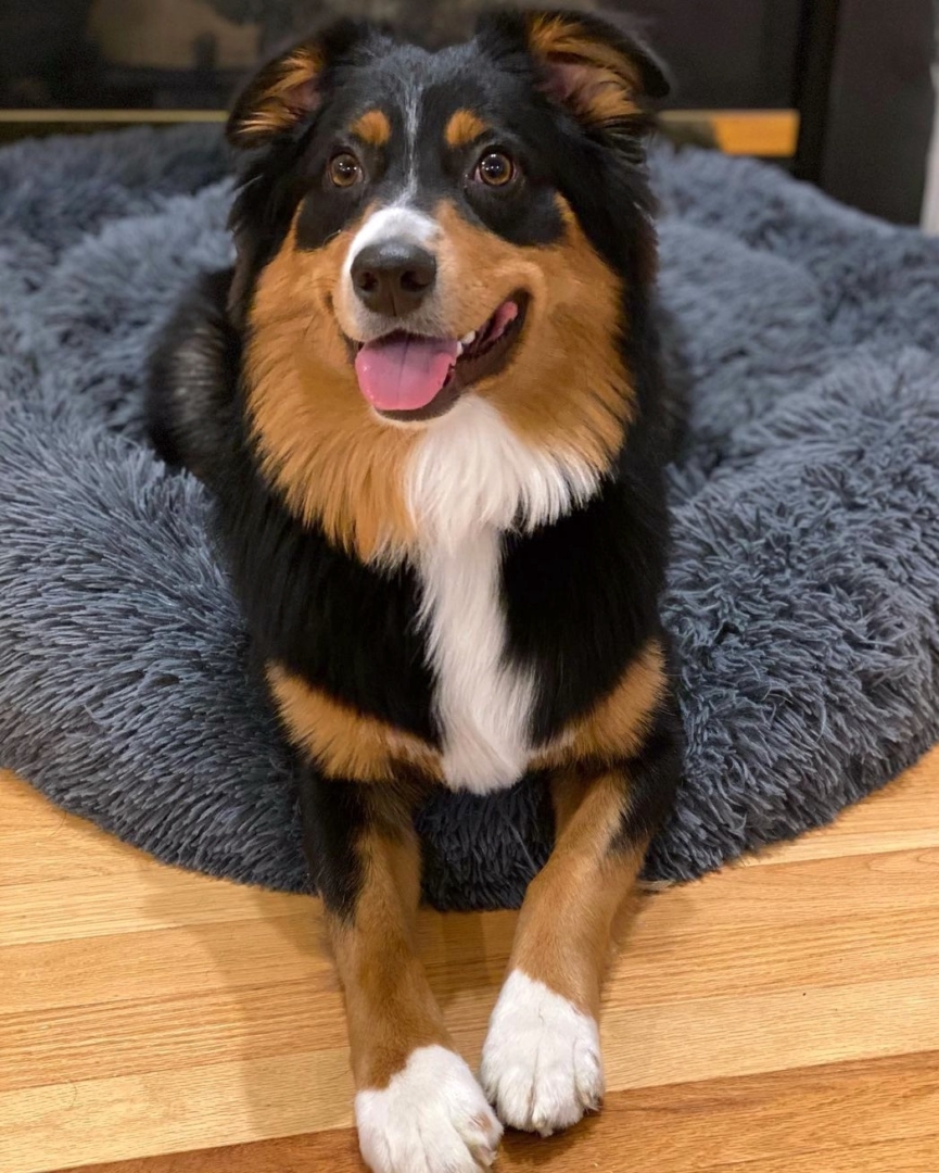 Australian Shepherd Grooming: An Ultimate Guide (With FAQs)
