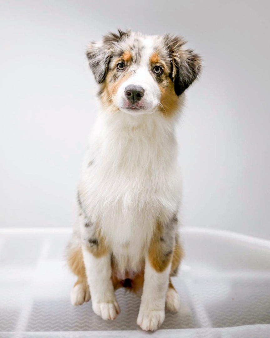 Australian Shepherd Grooming: An Ultimate Guide (With FAQs)