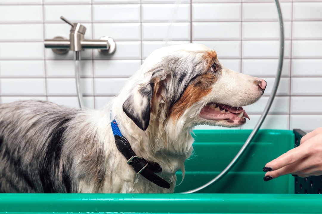 Australian Shepherd Grooming: An Ultimate Guide (With FAQs)