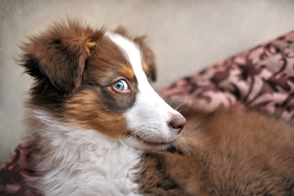 What Does Your Dog's Side-Eye (AKA Whale Eye) Really Mean?