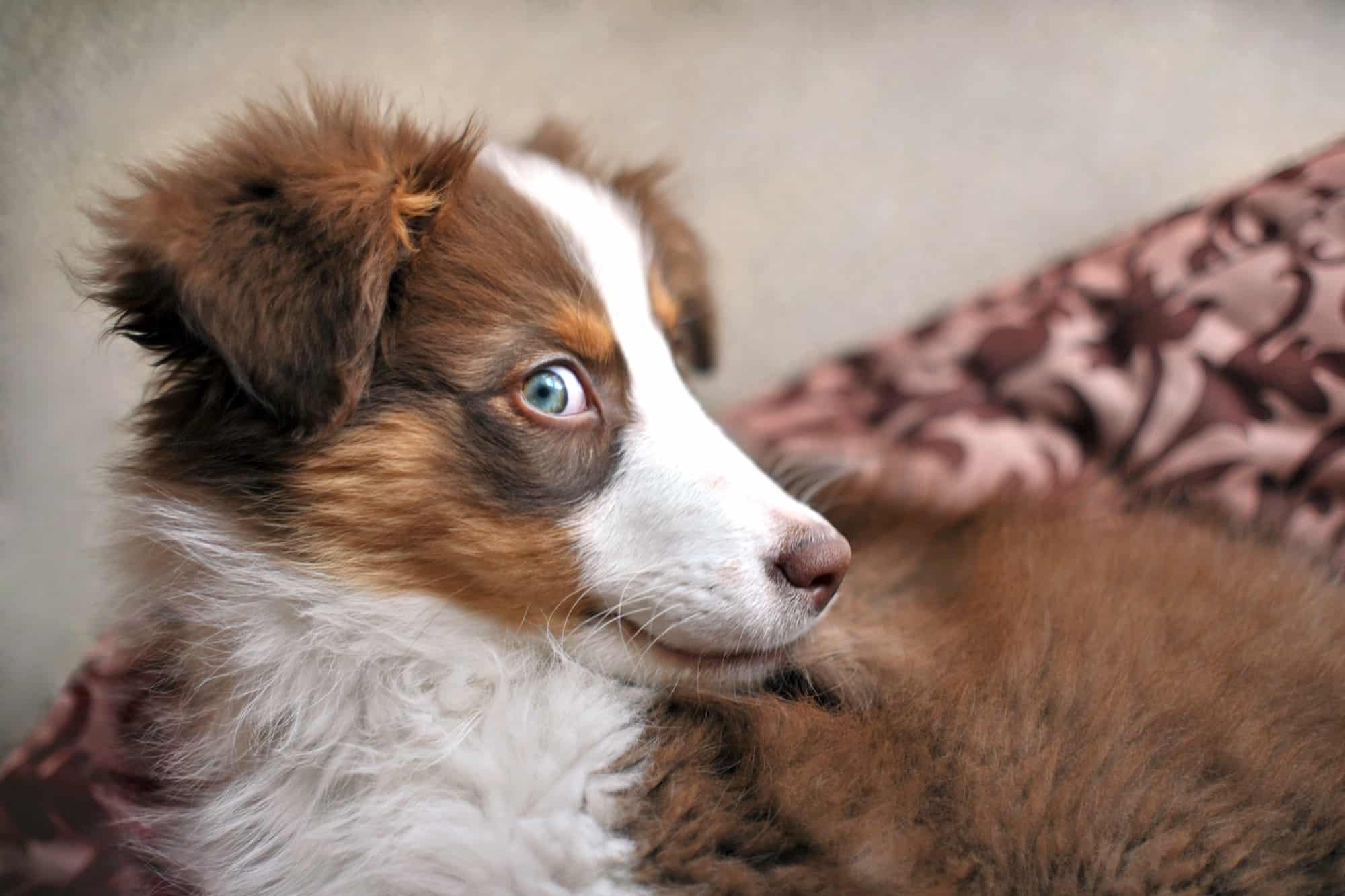 What Does Your Dog's Side-Eye (AKA Whale Eye) Really Mean?