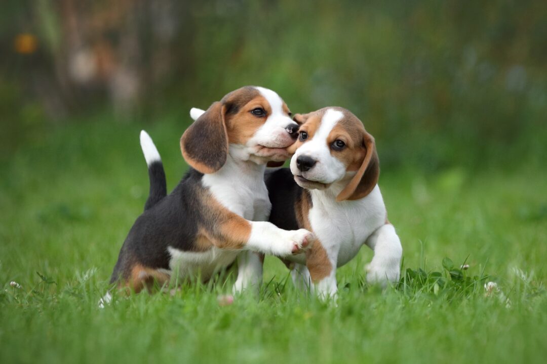 How Much Does a Beagle Cost? (2025 Price Guide)