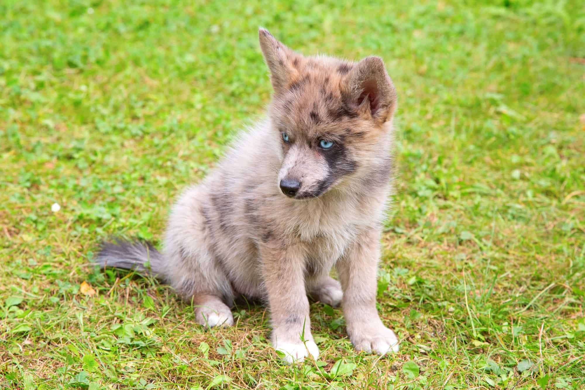 How Much Does a Pomsky Cost? (2026 Price Guide)