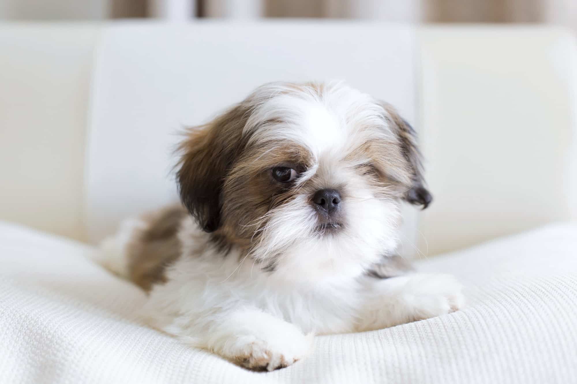 How Much Does A Shih Tzu Cost 2024 Price Guide 