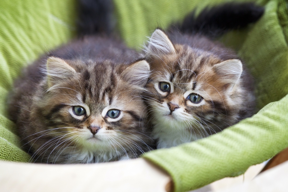 How Much Does a Siberian Cat Cost? (2025 Price Guide)