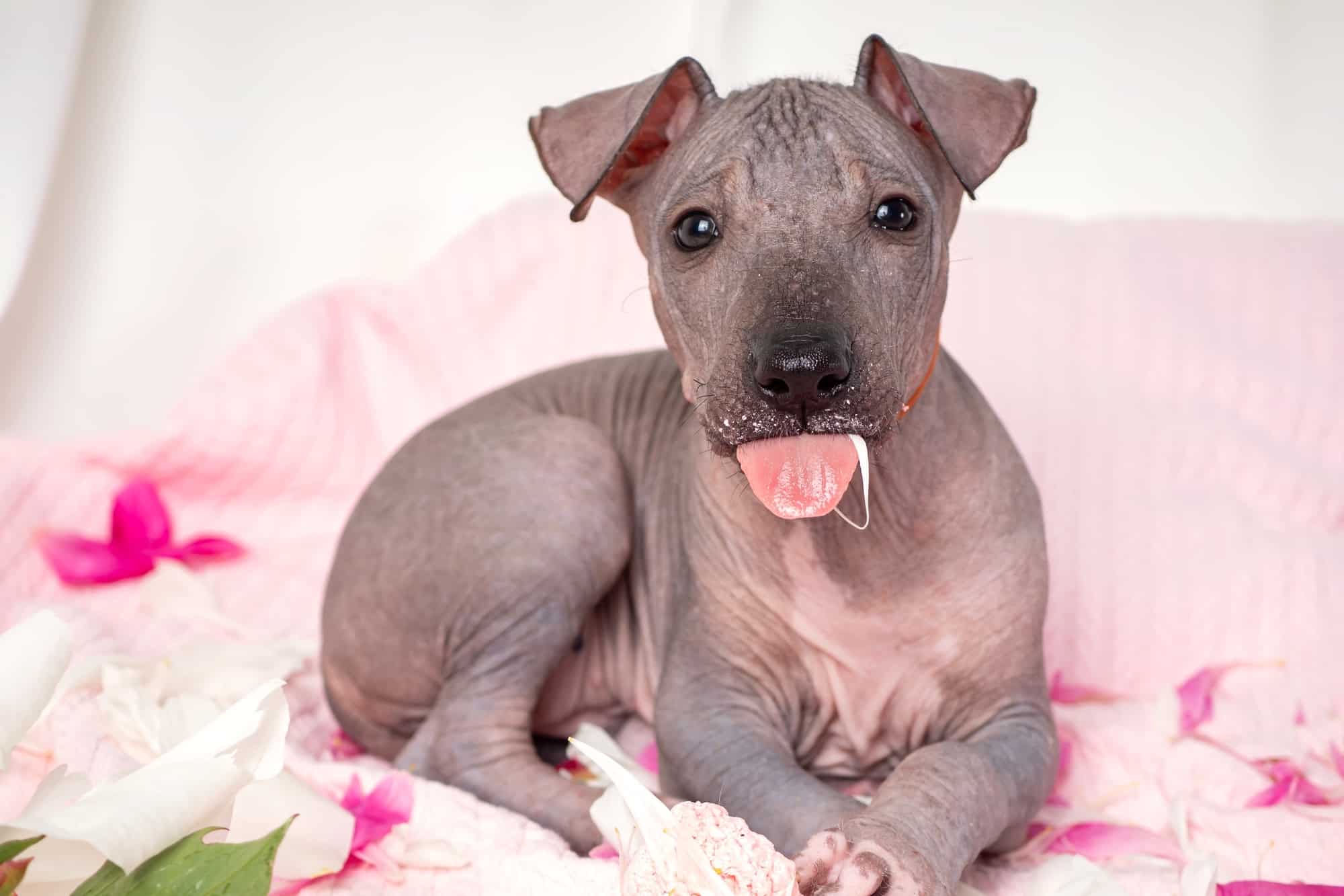 How Much Does a Xoloitzcuintli Cost? (2025 Price Guide)
