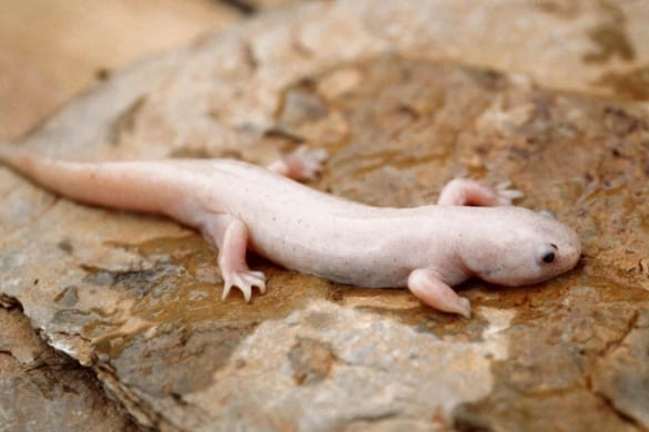 Can Axolotls Go on Land? - All Questions Answered (With FAQs)