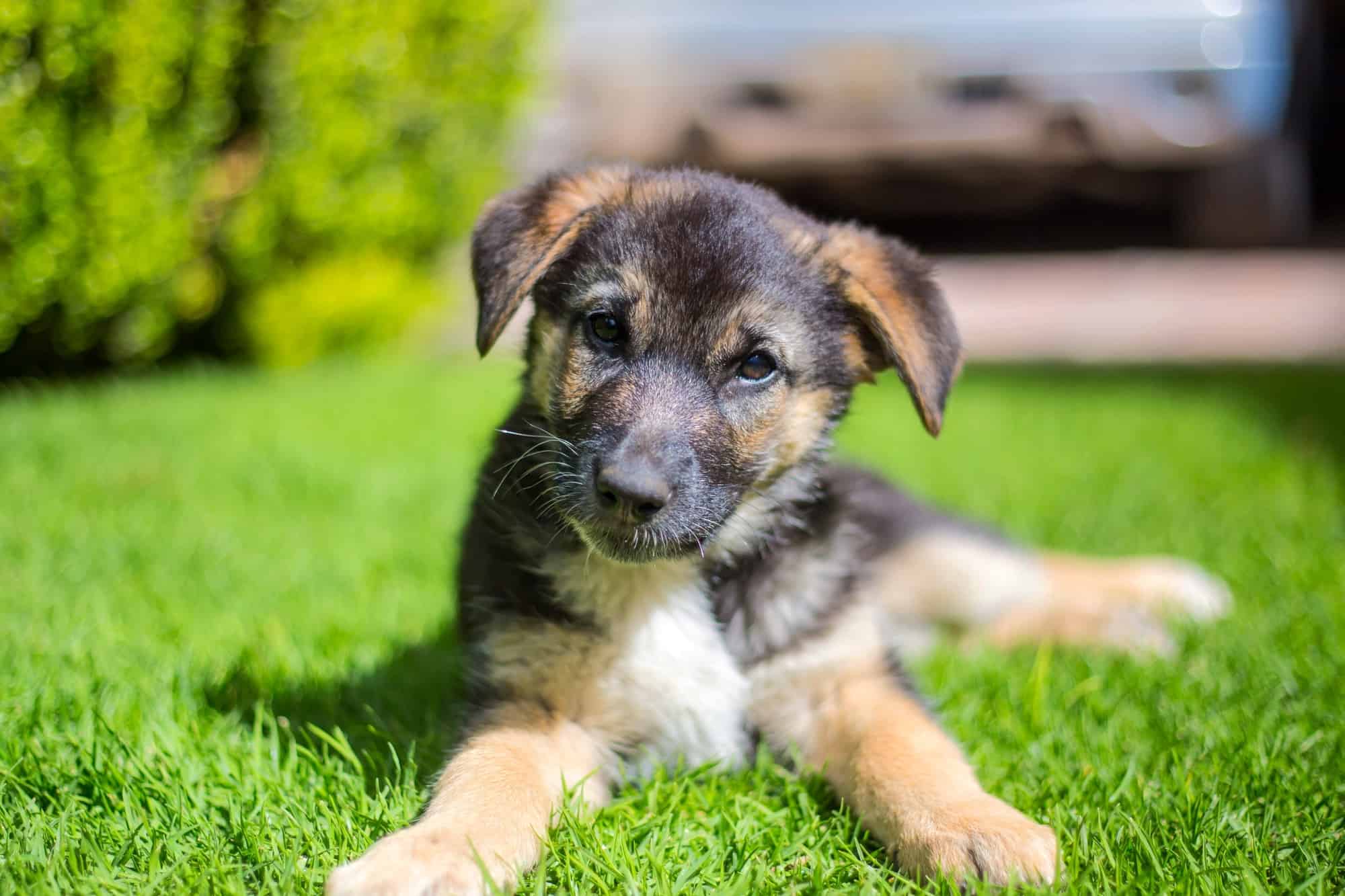 40+ Pictures of Baby German Shepherds to Brighten Your Day