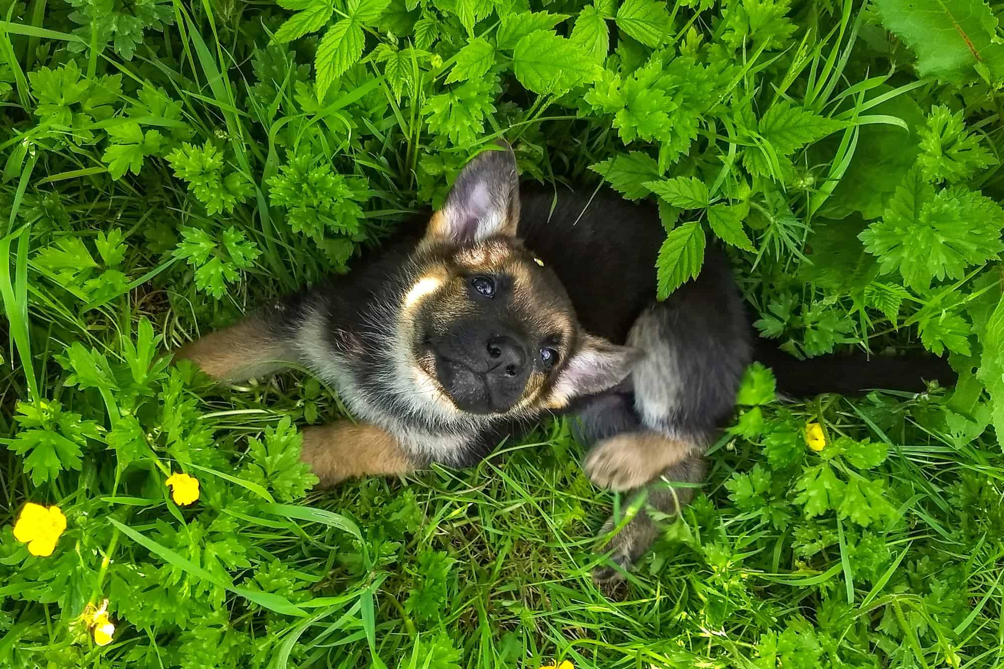 40+ Pictures of Baby German Shepherds to Brighten Your Day
