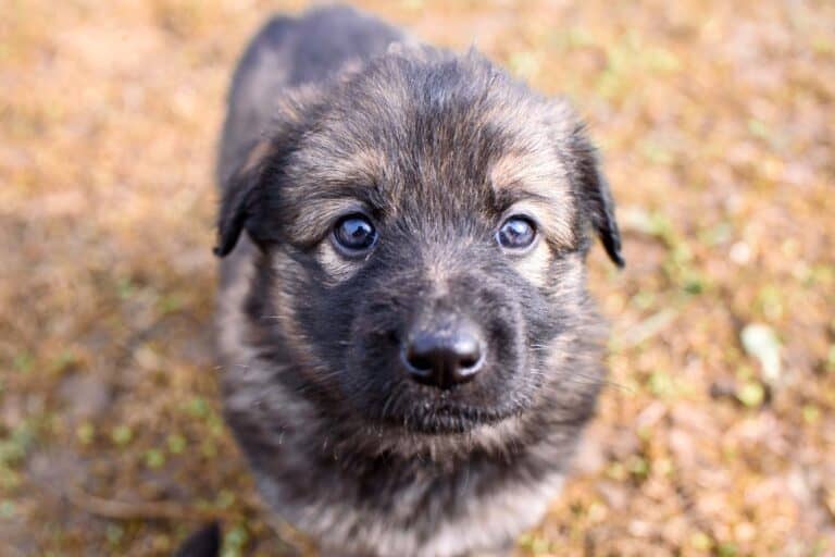 40+ Pictures of Baby German Shepherds to Brighten Your Day