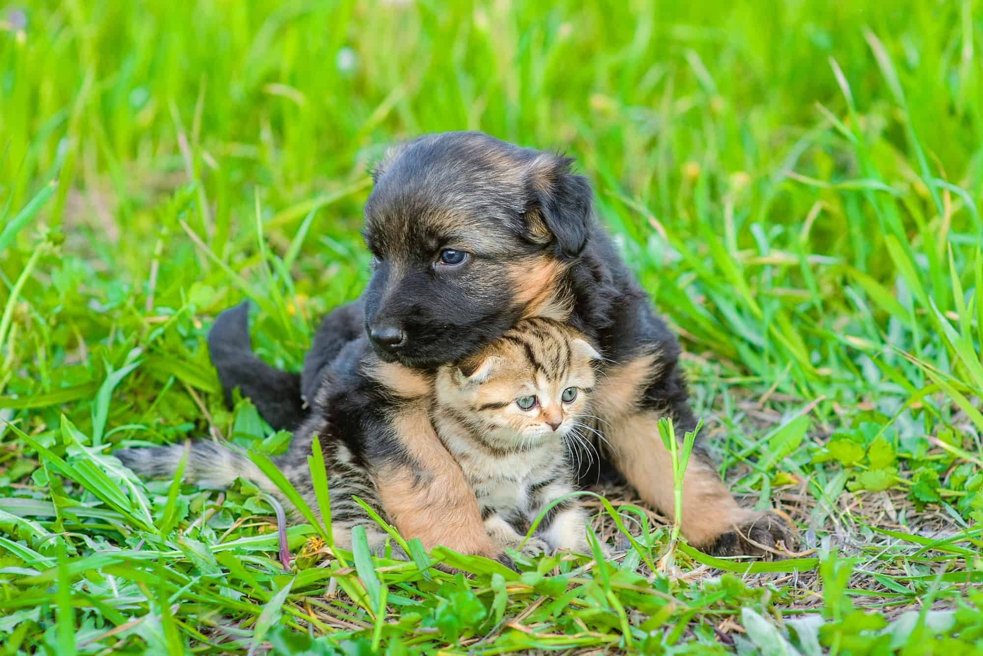 40+ Pictures of Baby German Shepherds to Brighten Your Day