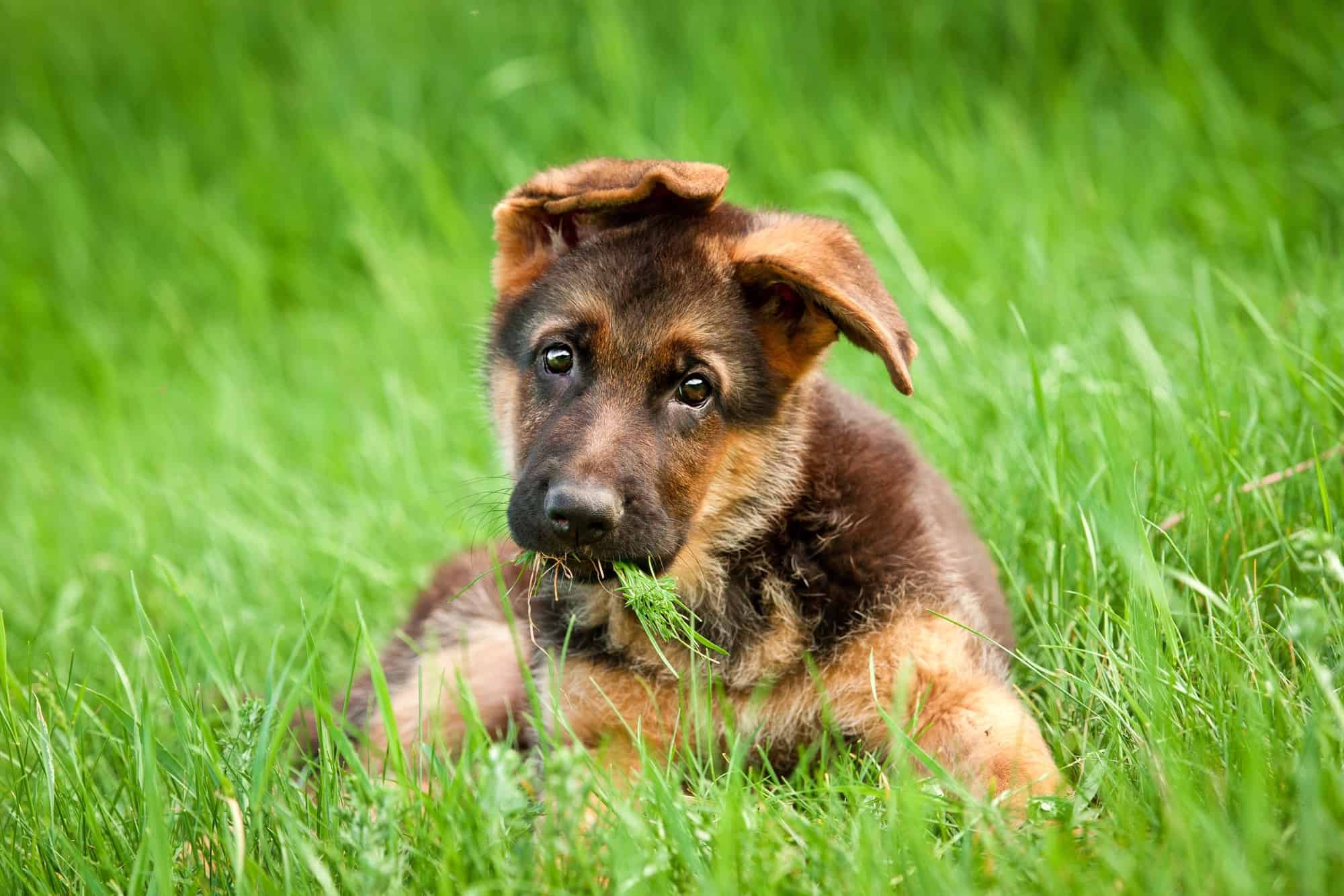 40+ Pictures of Baby German Shepherds to Brighten Your Day