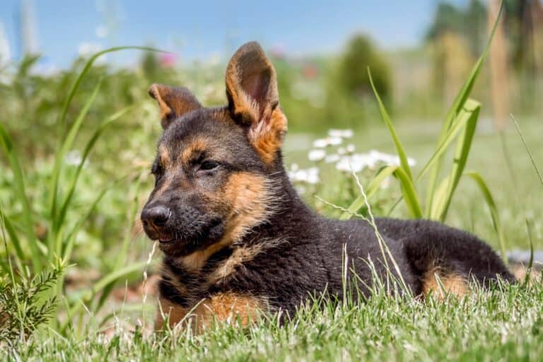 40+ Pictures of Baby German Shepherds to Brighten Your Day
