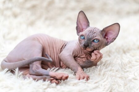 10 Best Sphynx Breeders (2025): Our Top 10 Picks!